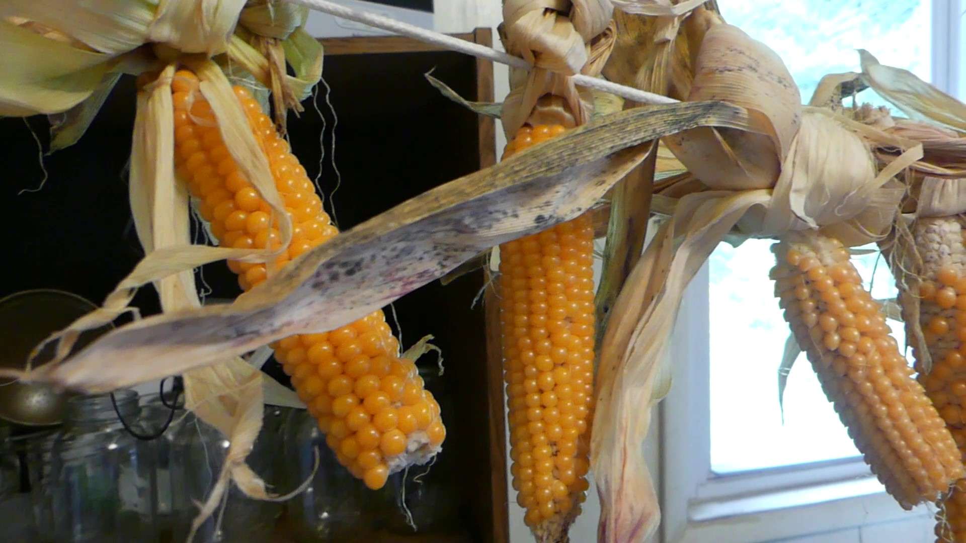 How to Grow Popcorn - The Rose Homestead