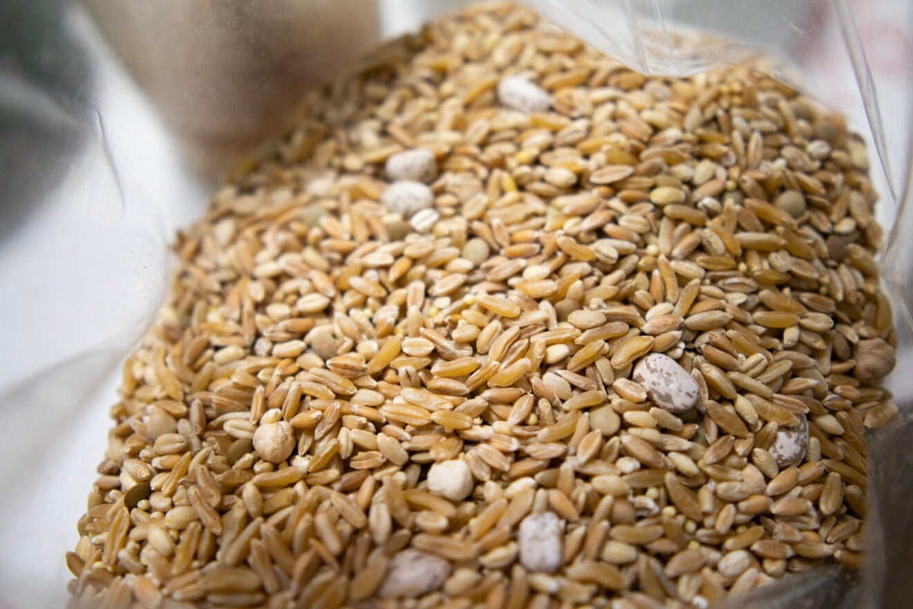 How to make Healthy Ezekiel Bread at Home - The Rose Homestead