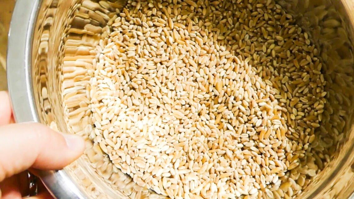 Combining Wheat Berries For Freshly Milled Flour - The Rose Homestead