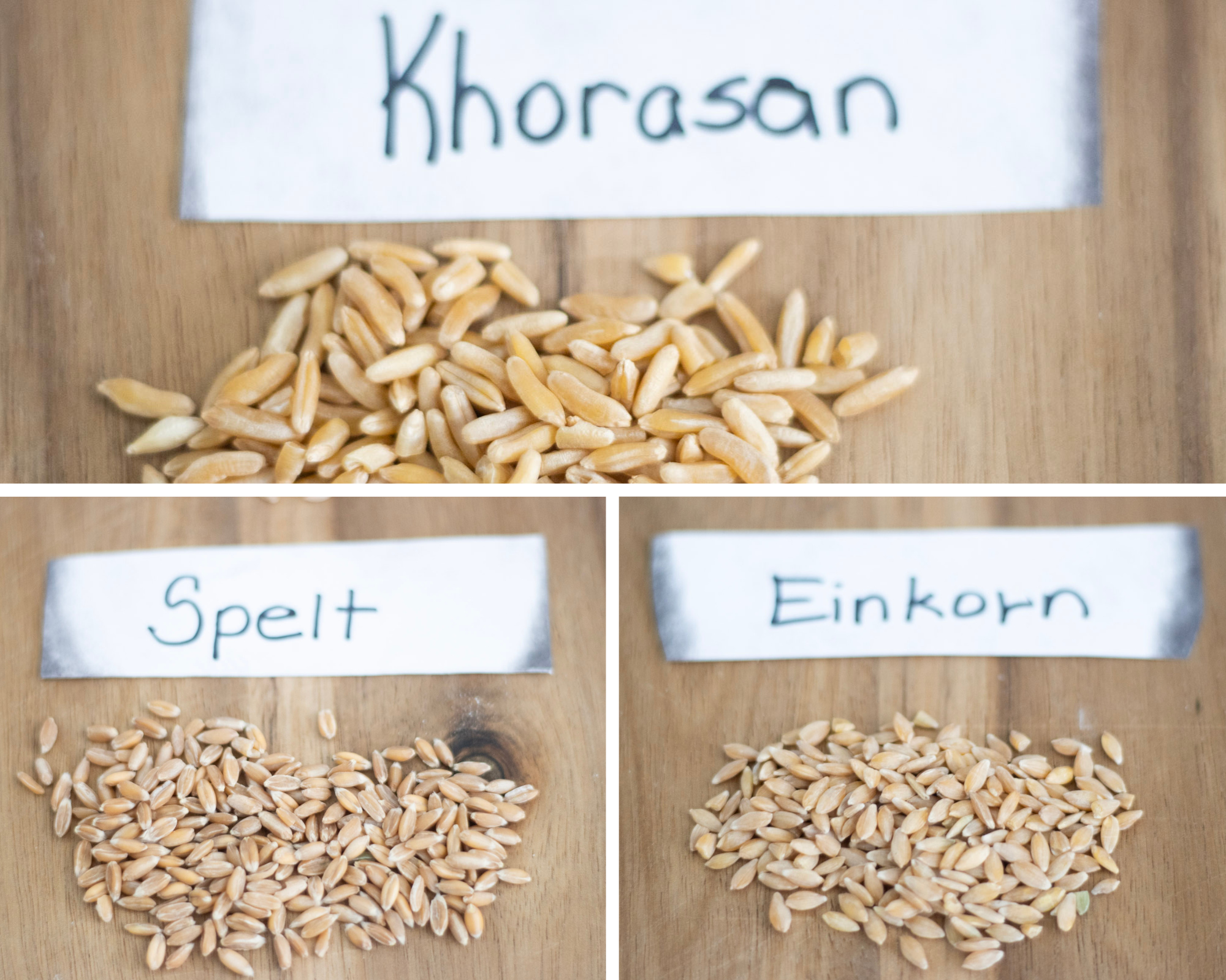 Fresh Milled Ancient Grains Beginner Starter Guide - The Rose Homestead